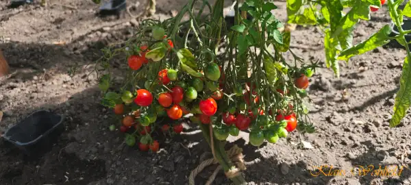 Cherry Reverend Michael Keyes - Tomaten, Samen tauschen