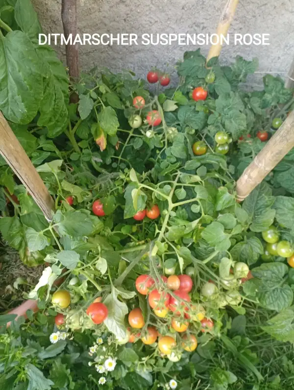 Ditmarscher Suspension Rose - Tomaten, Samen tauschen