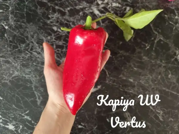 Kapiya UV Vertus - Chili / Paprika, Samen tauschen