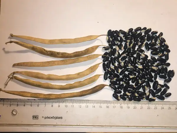 Noir et Blanc - Bohnen, Samen tauschen