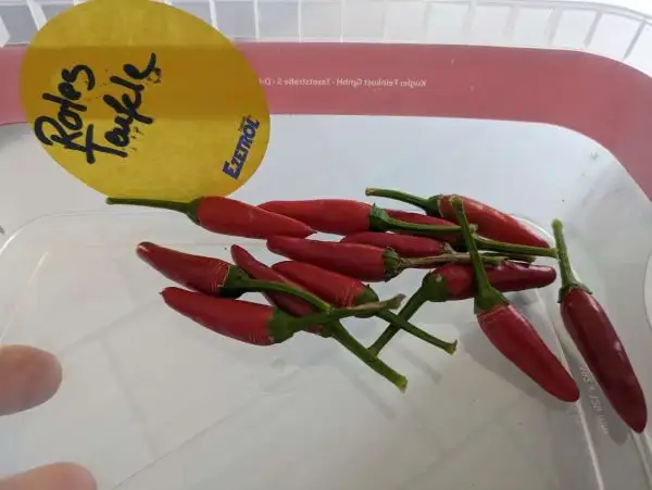 Rotes Teufele - Chili / Paprika, Samen tauschen Rotes Teufele - Chili / Paprika, Samen tauschen